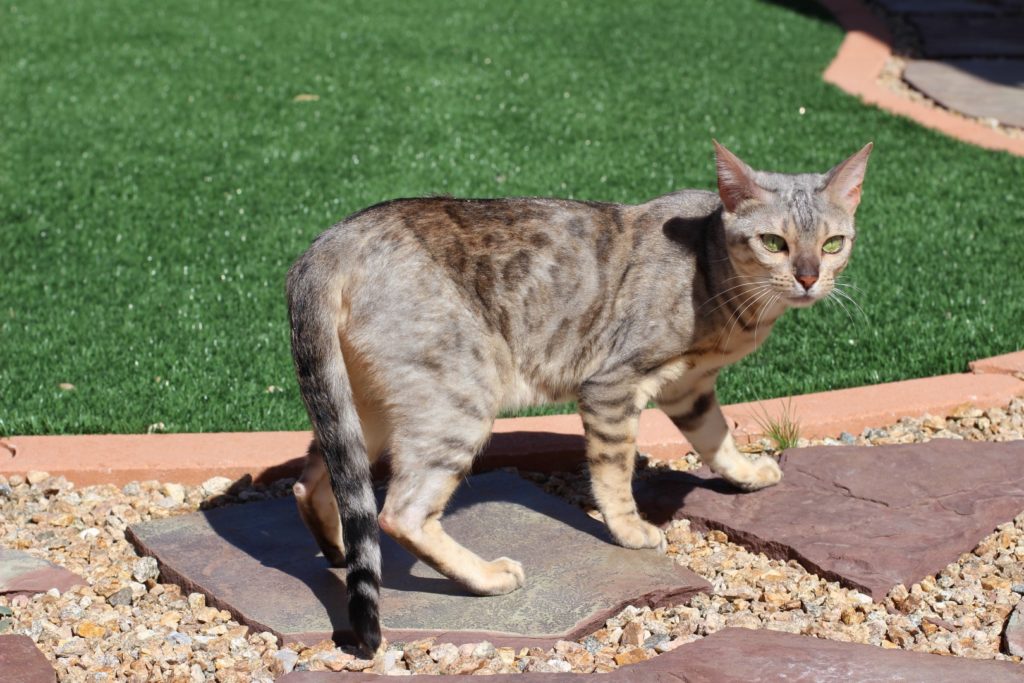 Xena & Gabbi Bengal Cats - BlindBengal