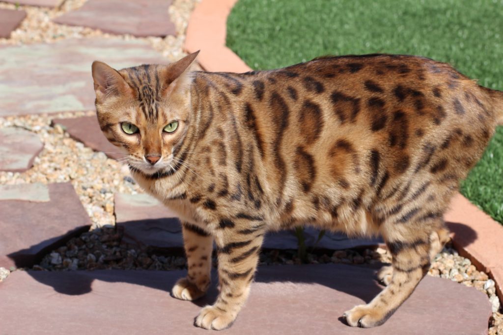 Xena & Gabbi Bengal Cats - BlindBengal
