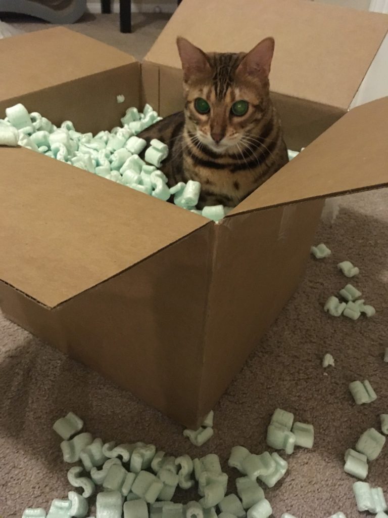 Why Do Bengal Cats Like Cardboard BlindBengal